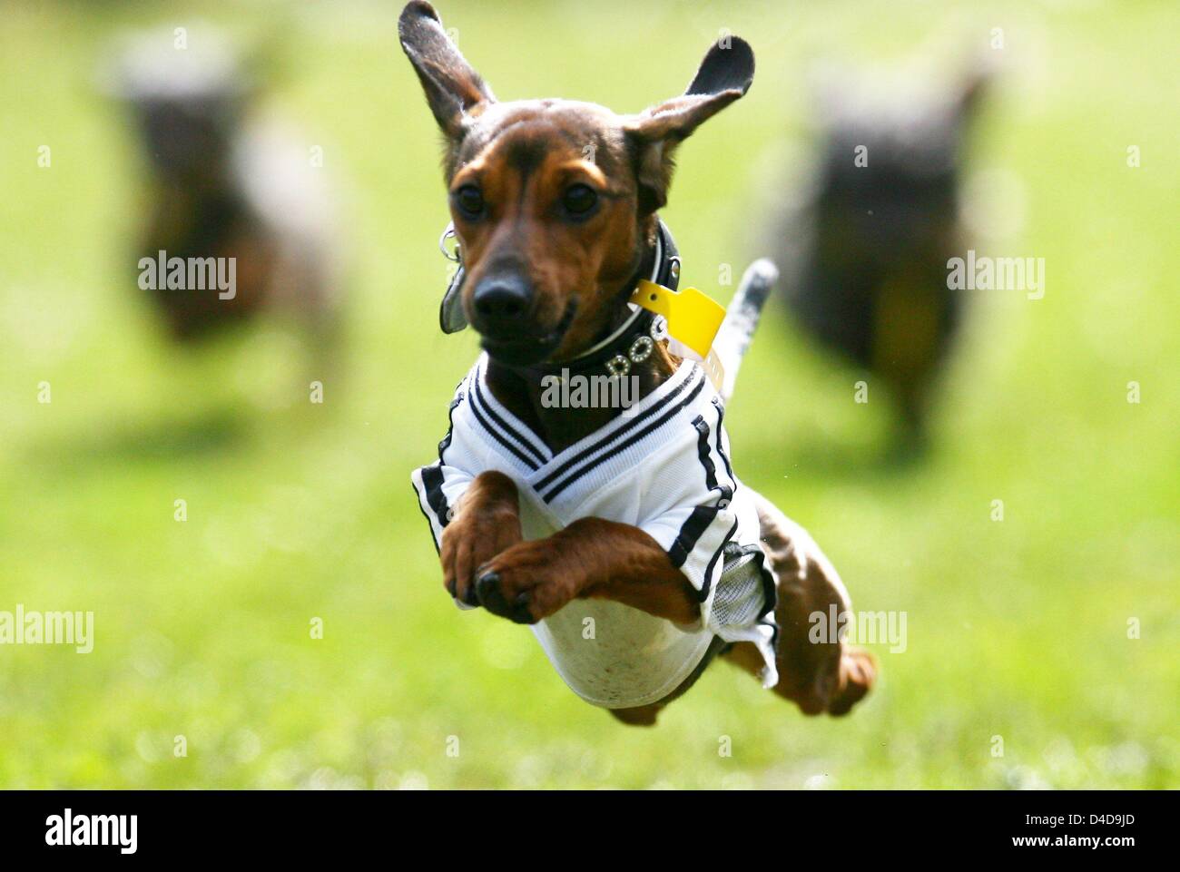 Dachshund 'Trudi' is out of this world at the dachshund race in Itzehoe ...
