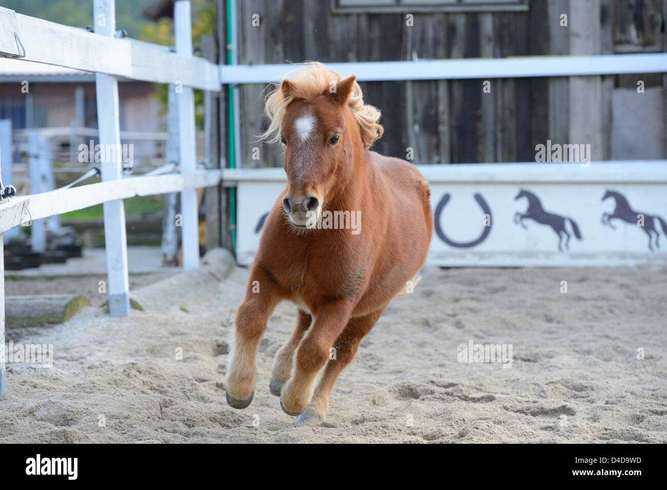 Shetland pony gallopping in a show-jumping course, portrait Stock Photo ...