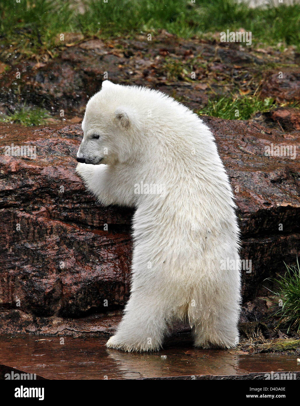 For the first time polar bear cub 'Flocke' plays in its outdoor ...