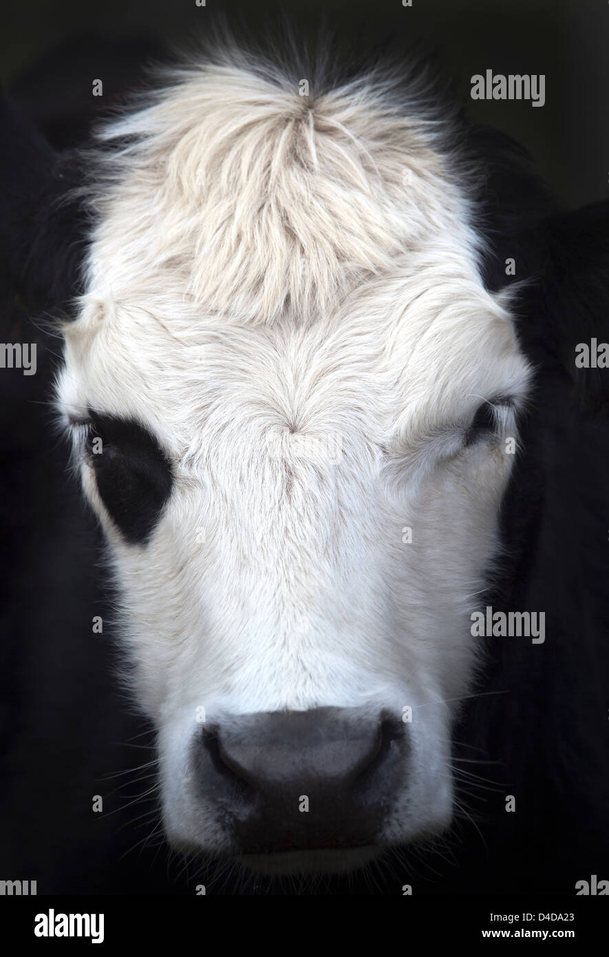 Close-up of Cows Face Stock Photo - Alamy