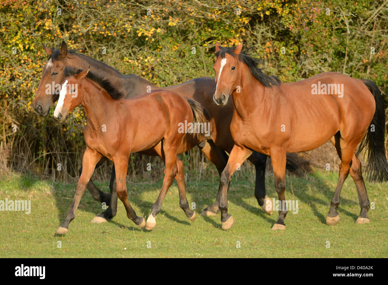 Three horses hi-res stock photography and images - Alamy