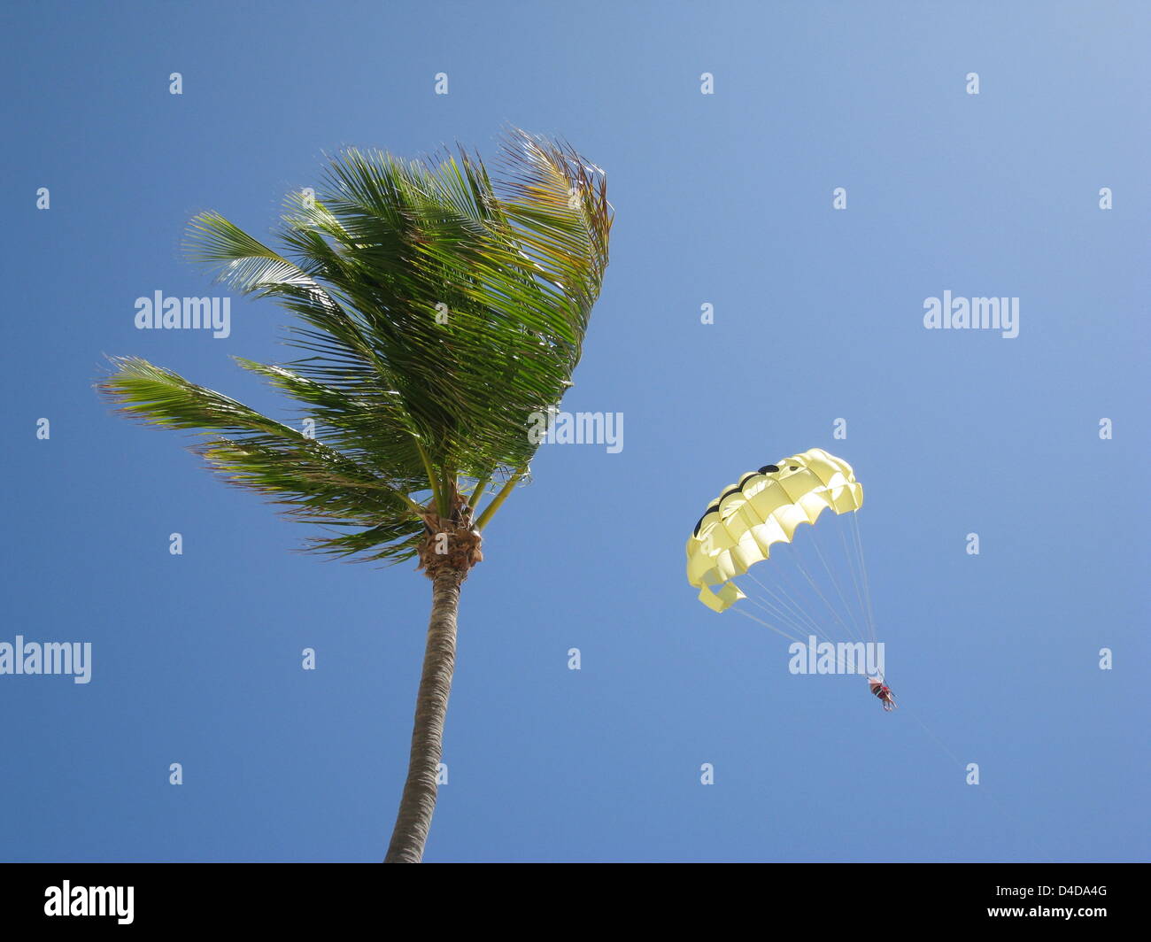 The picture shows a paraglider behind a palm tree on the beach of Punta ...