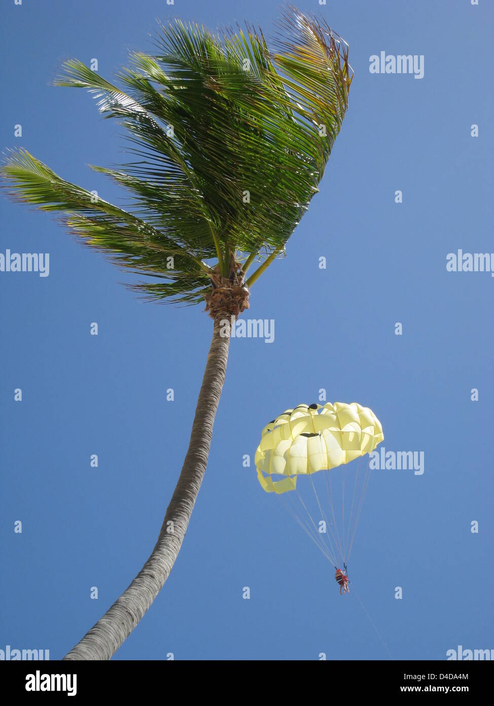 The picture shows a paraglider behind a palm tree on the beach of Punta ...