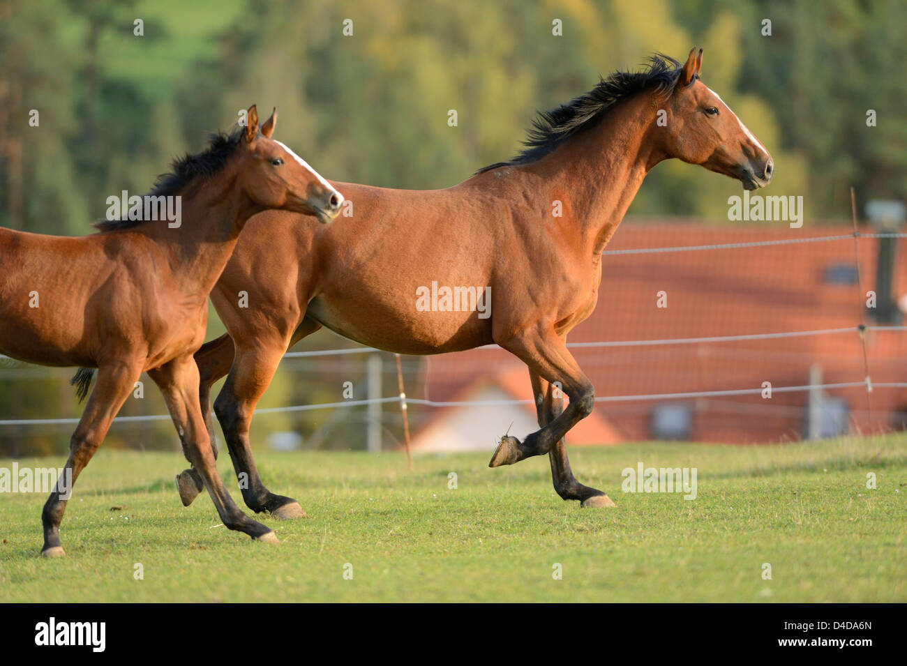 Two Horses Running Together