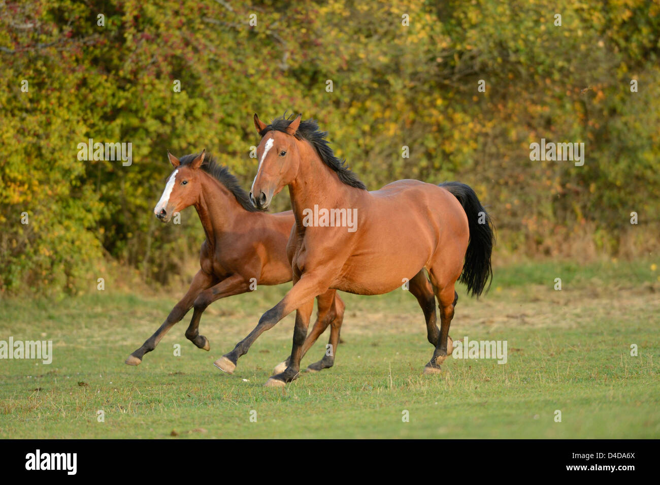 Two horses running hi-res stock photography and images - Alamy