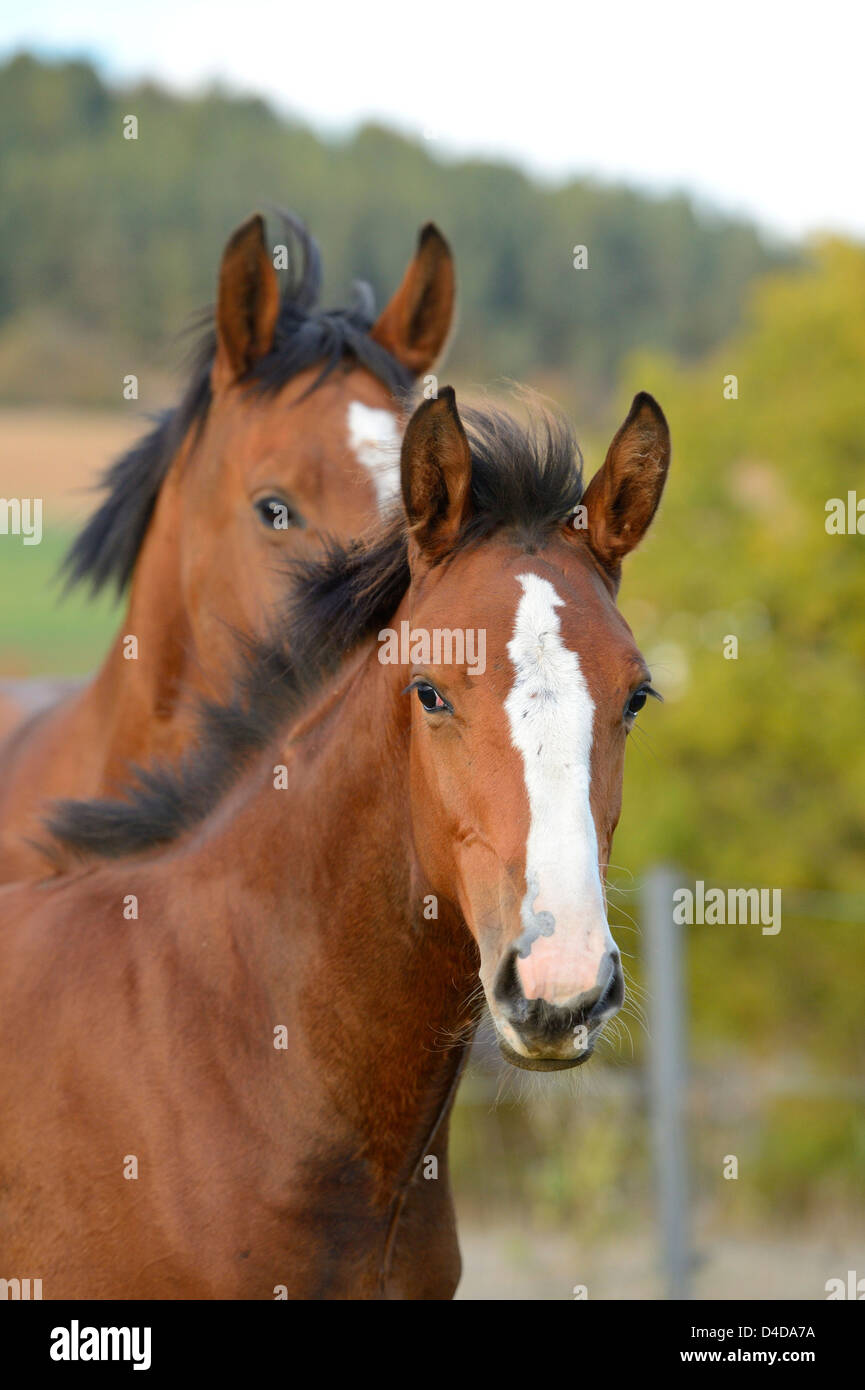 Two Horses Portrait High Resolution Stock Photography and Images - Alamy
