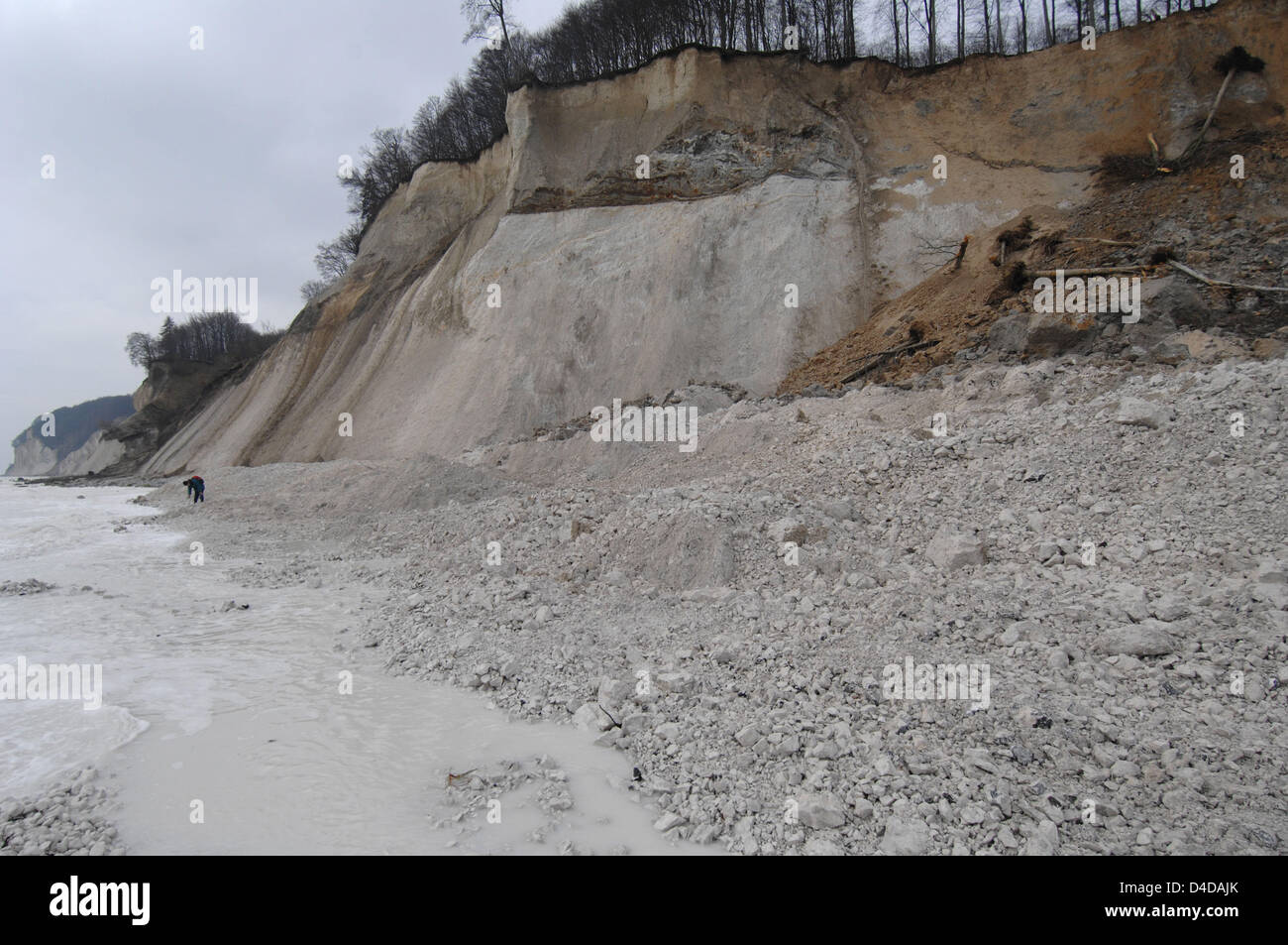 A man searching for fossils is pictured at the white chalk cliffs on ...