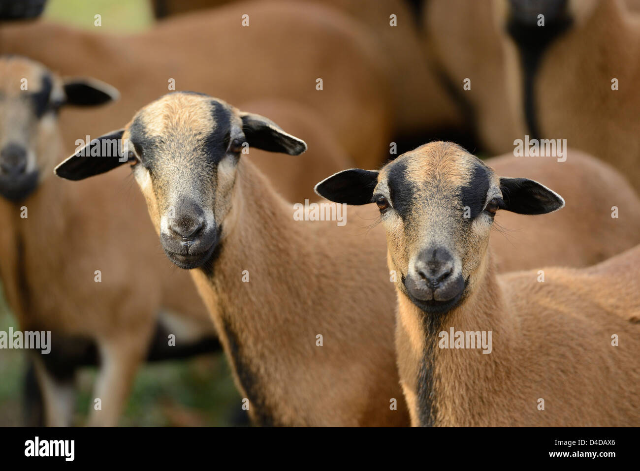 Herd of Cameroon sheep, portrait Stock Photo - Alamy