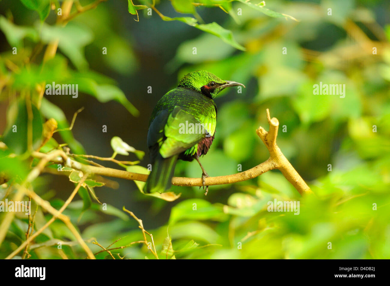 Starling in tree hi-res stock photography and images - Alamy