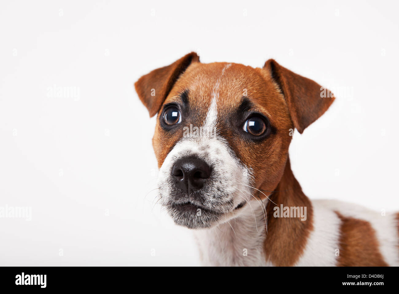 Dogs face expression hi-res stock photography and images - Alamy