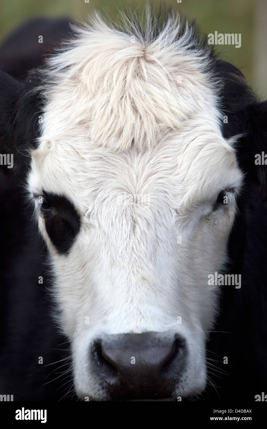 Close-up of Cows Face Stock Photo - Alamy