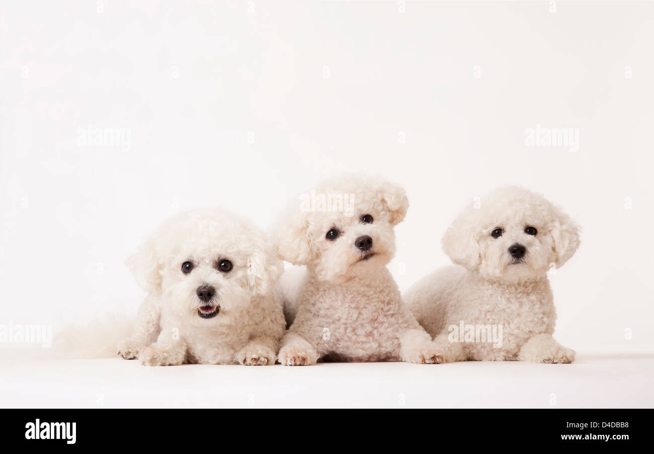 Identical dogs laying together Stock Photo - Alamy