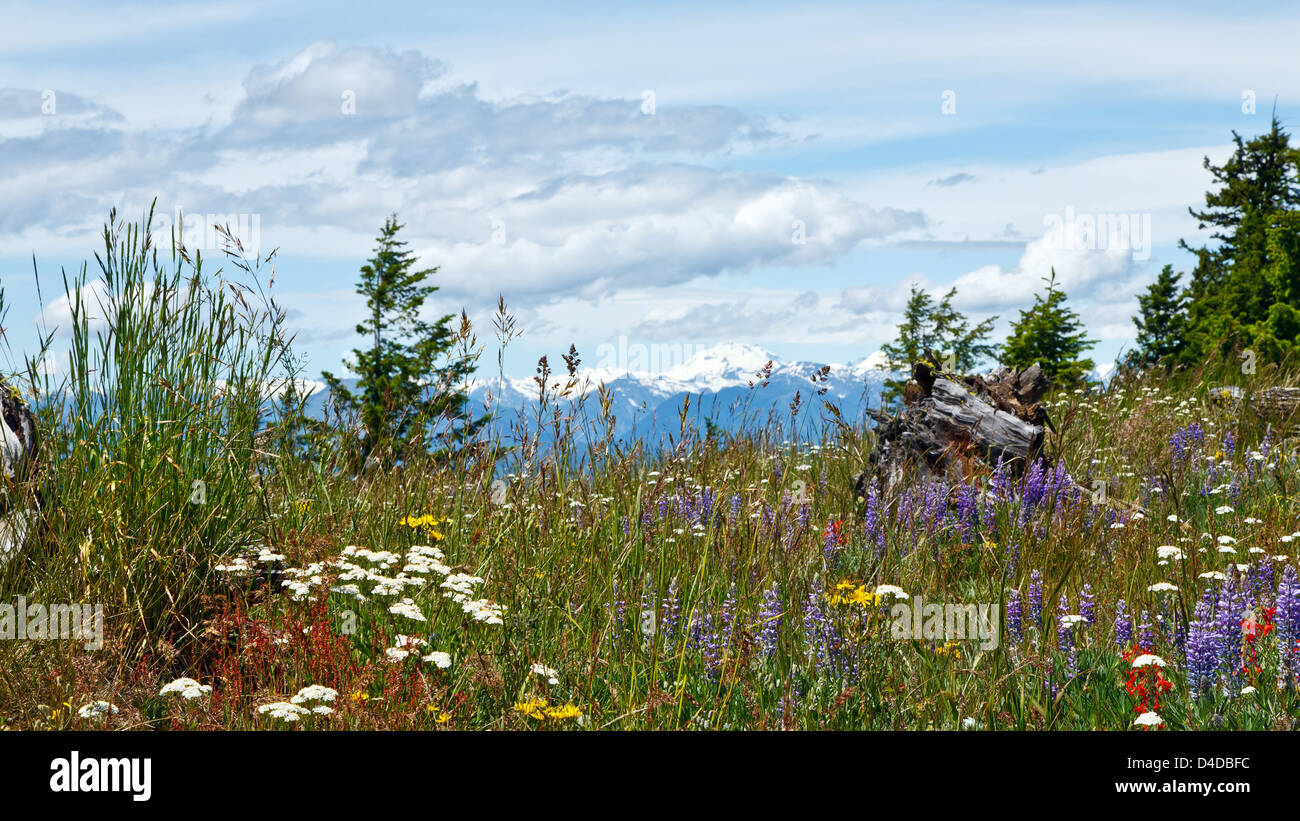 Meadow natural scenery nature wildflowers hi-res stock photography and ...
