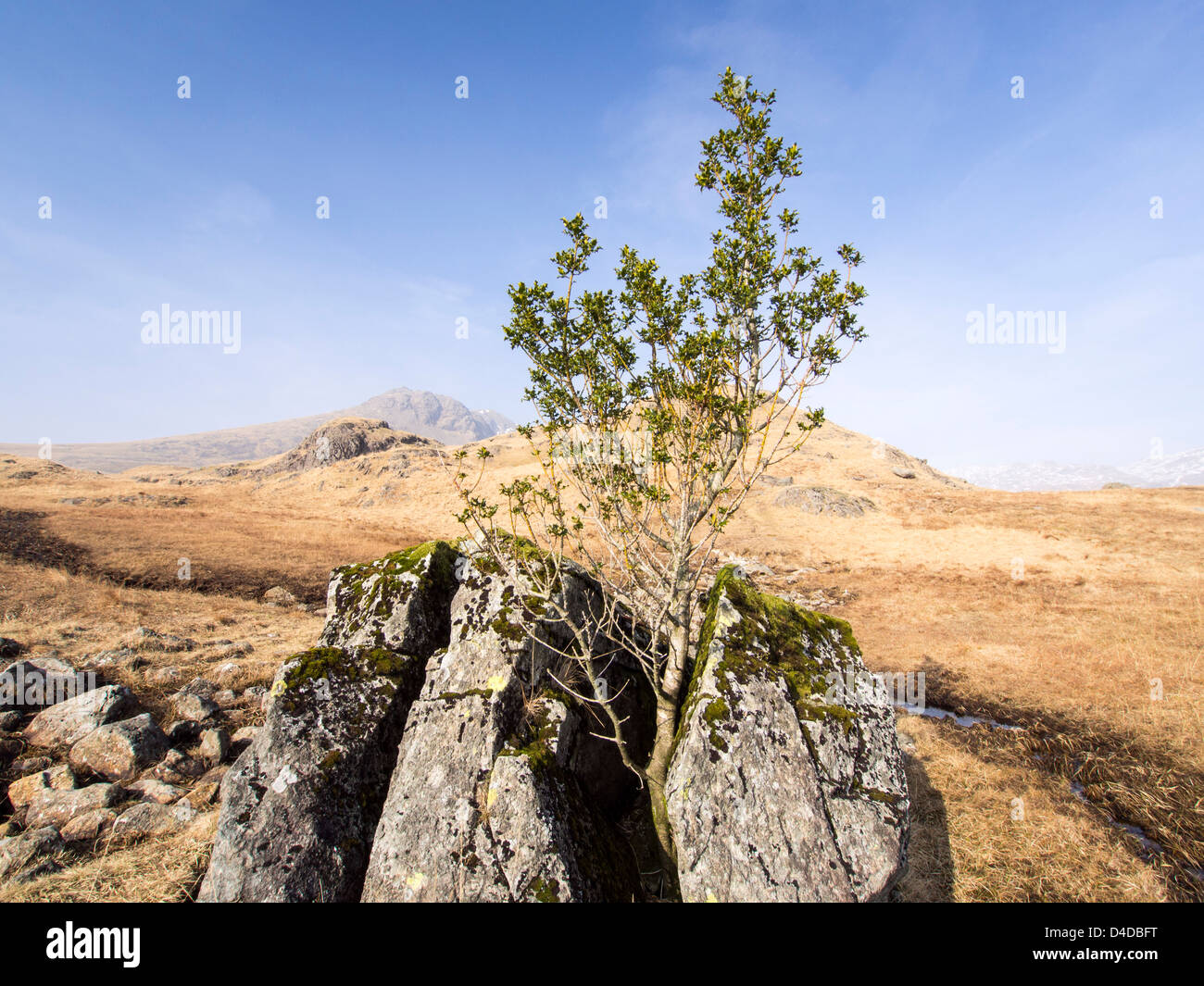 A Holly Tree growing in a split rock, the only tree in the area, as the ...