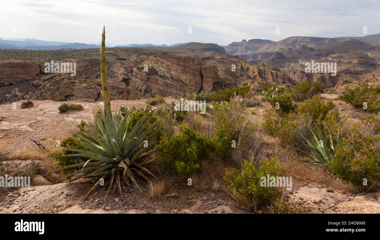 Apache arizona hi-res stock photography and images - Alamy