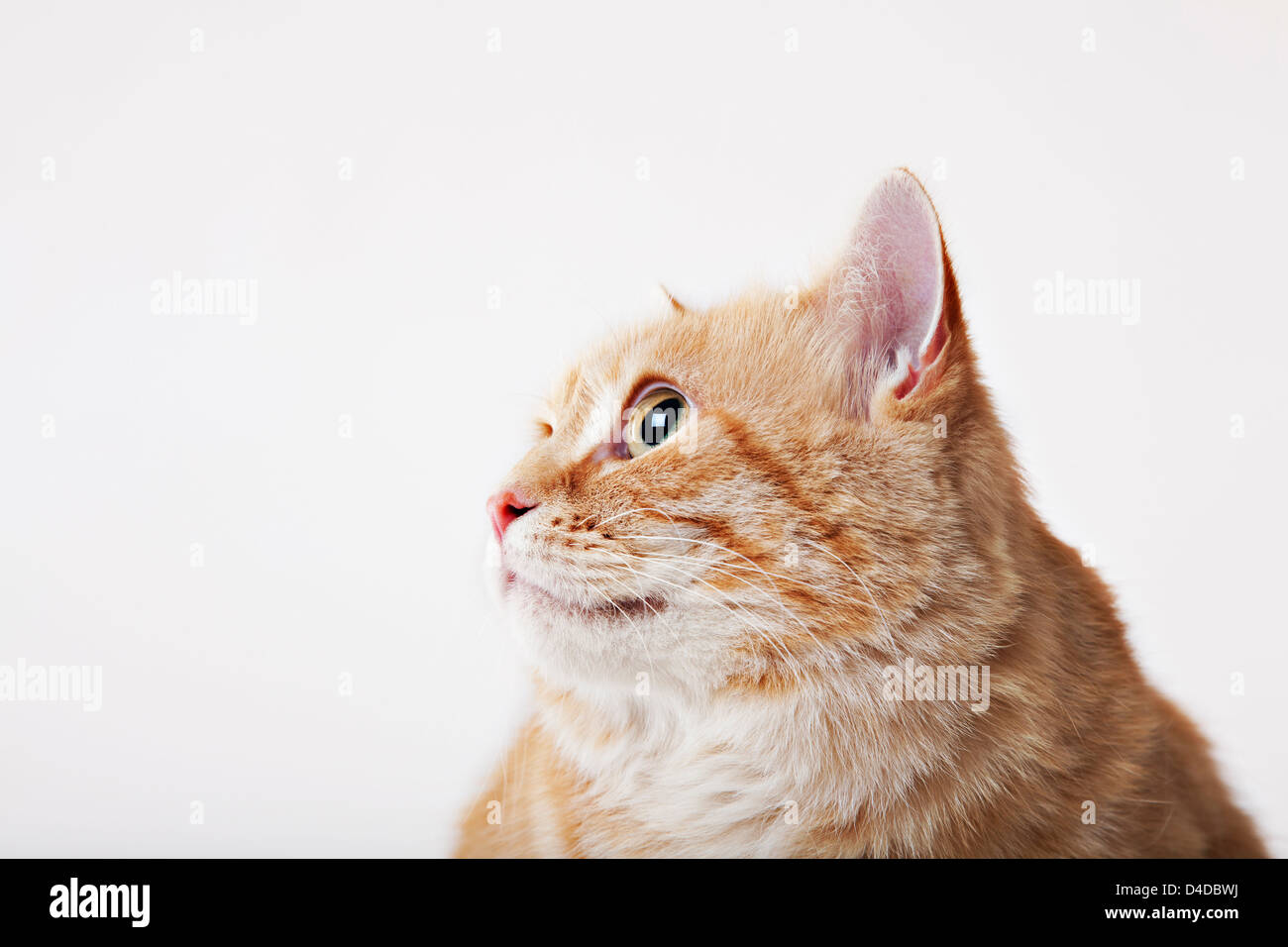 Side profile ginger cats face hi-res stock photography and images - Alamy