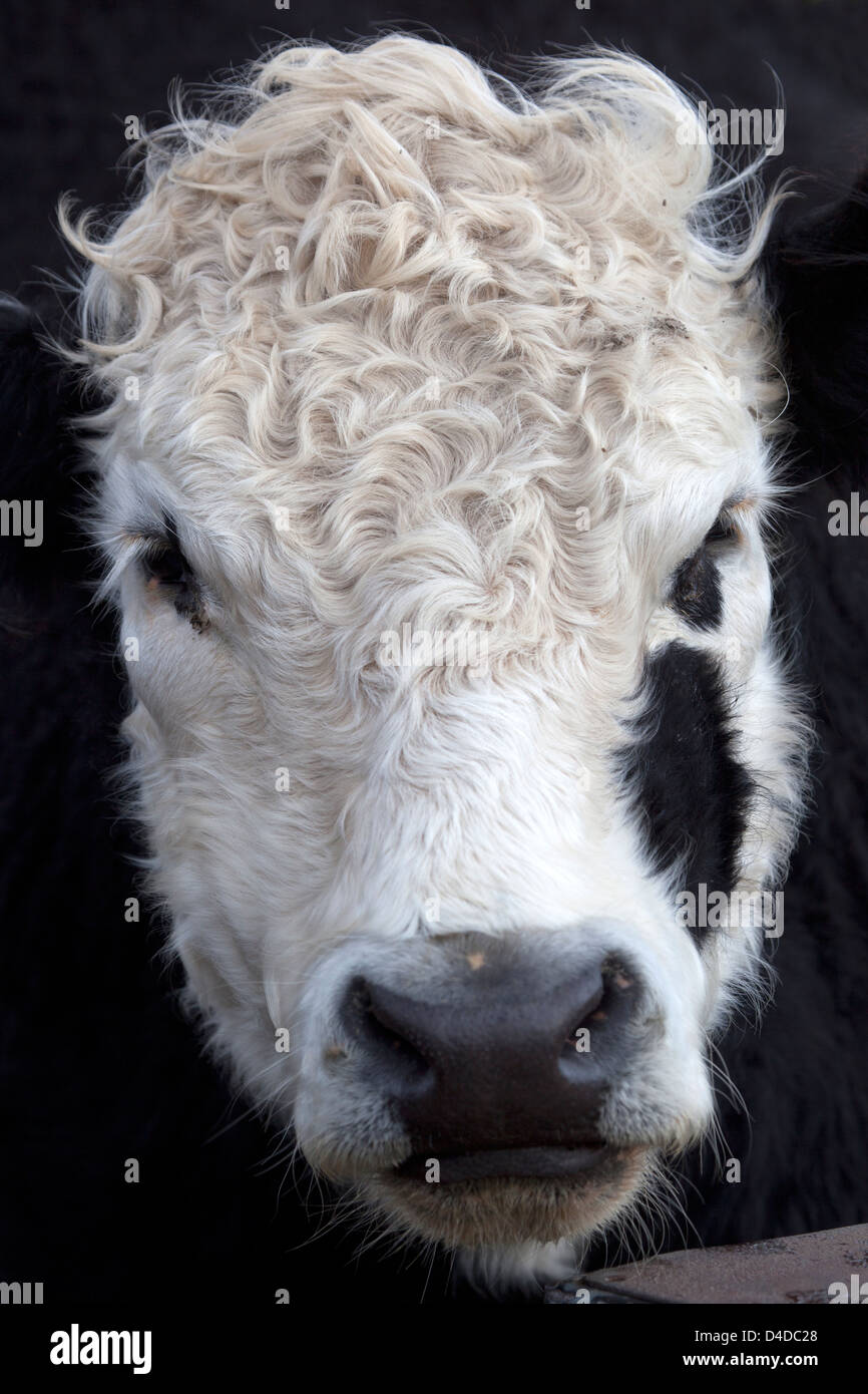 Close-up of Cows Face Stock Photo - Alamy