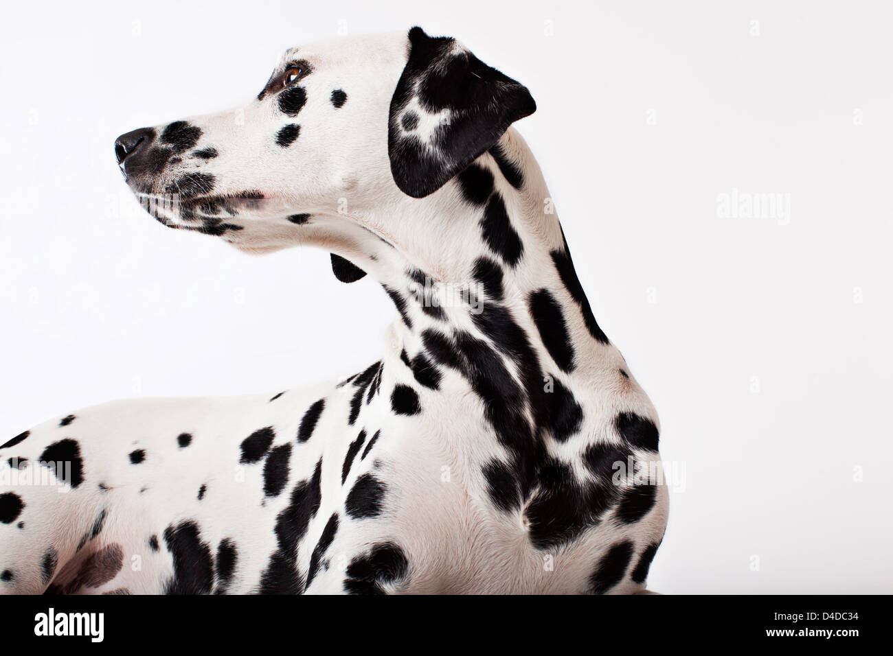 Dog craning his neck Stock Photo - Alamy