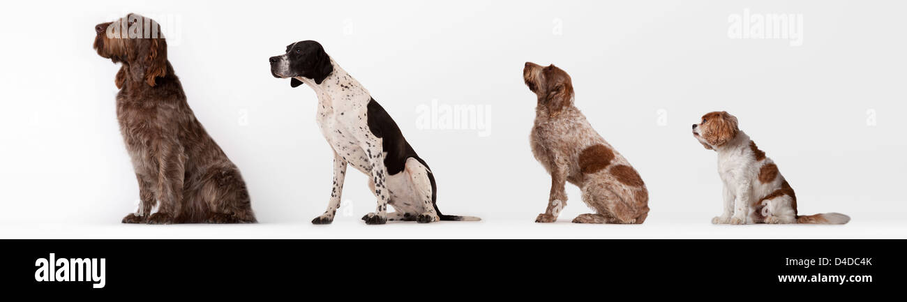 Dogs sitting in ascending order Stock Photo - Alamy