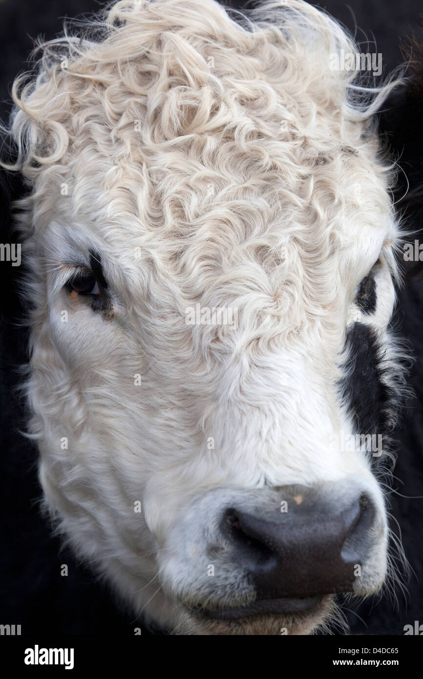 Close-up of Cows Face Stock Photo - Alamy