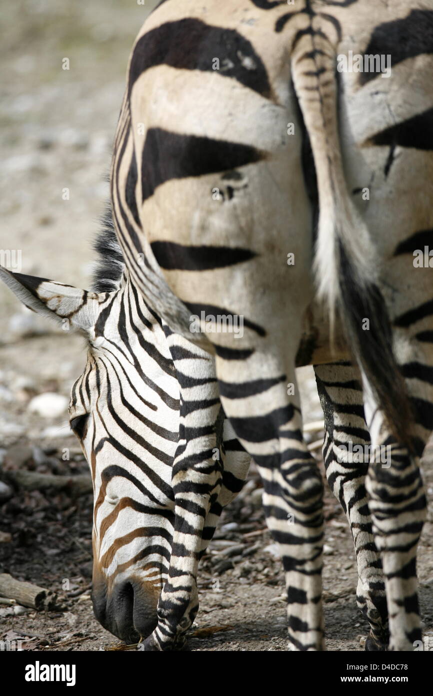 A zebra depicted at animal park Hellabrunn in Munich, Germany, 14 April ...