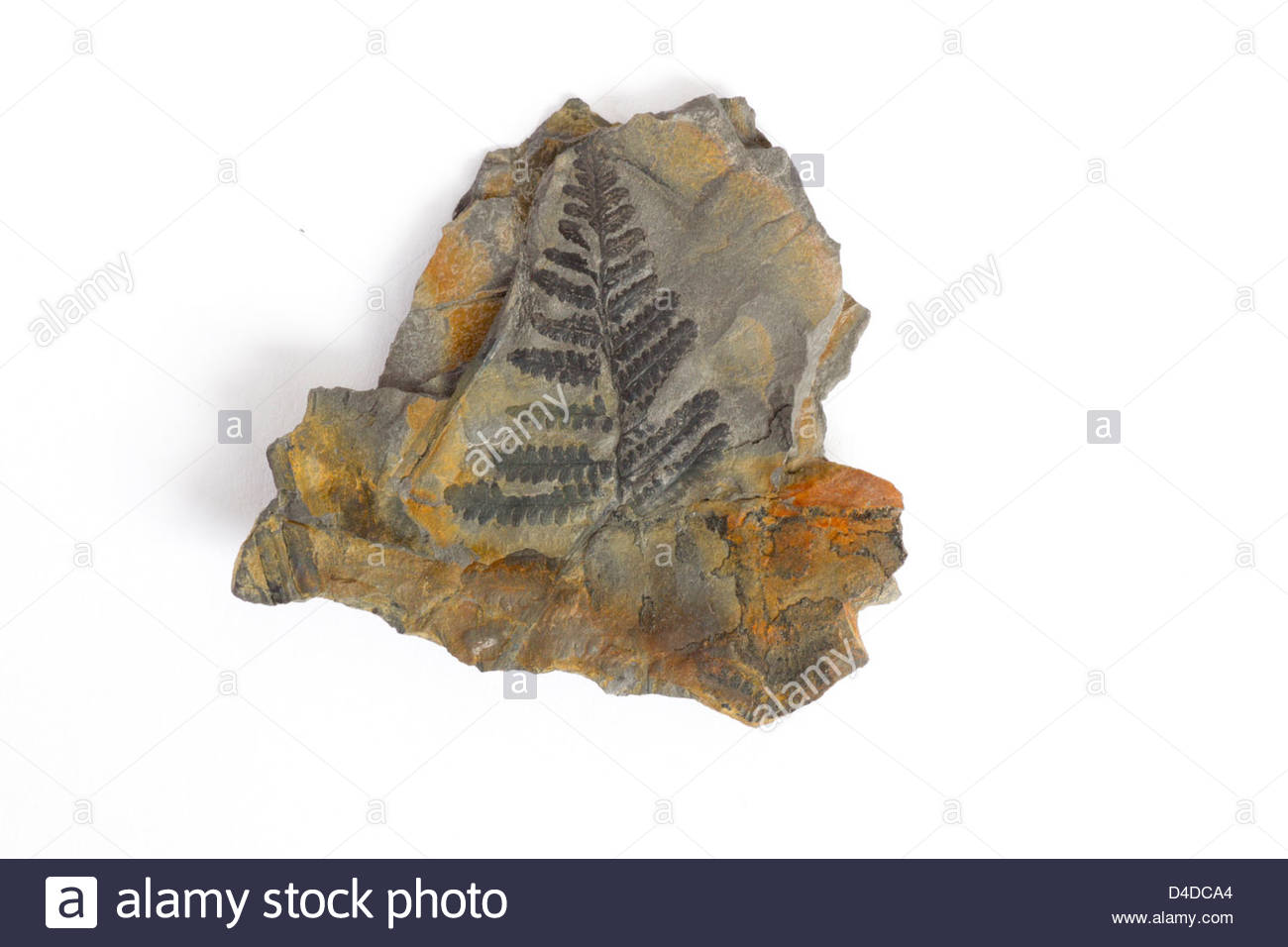 Fern Fossil Stock Photos & Fern Fossil Stock Images - Alamy