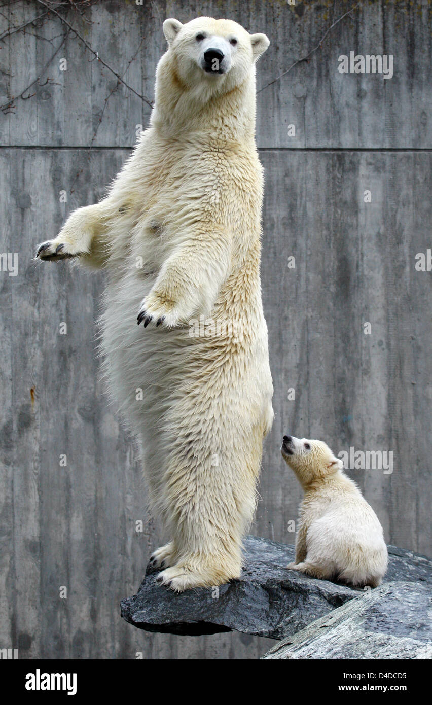 Polar bear cub Wilbear (R) and its mother Corinna (L) frolick around as ...