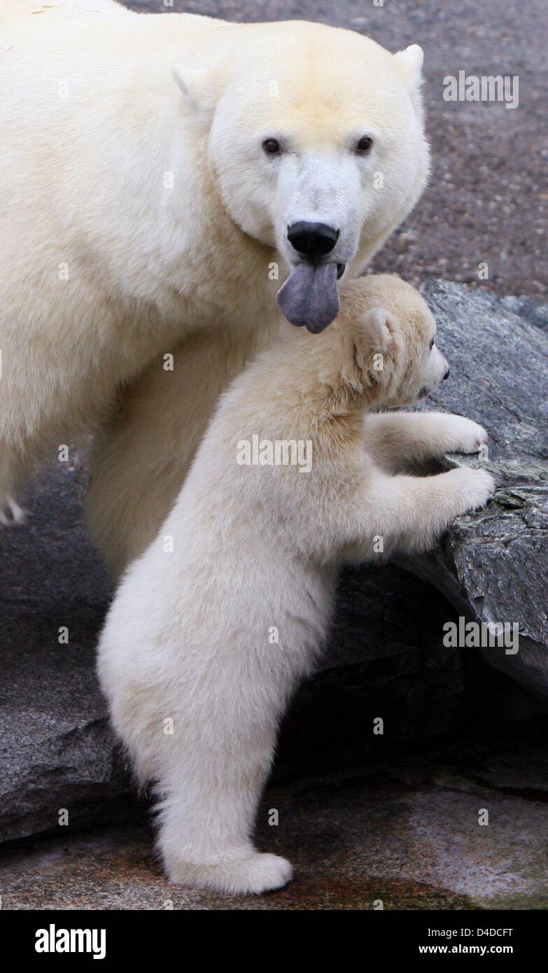 Polar bear cub Wilbaer (R) and its mother Corinna (L) frolick around in ...