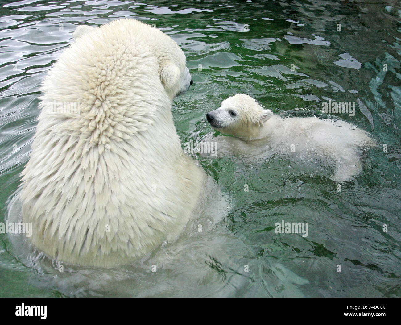 Polar bear cub Wilbaer (R) and its mother (L) frolick around in the ...