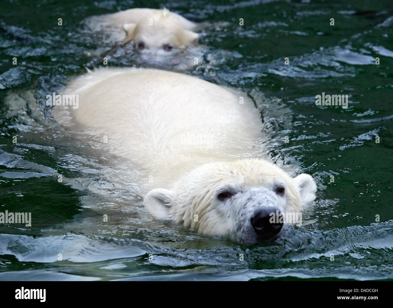 Polar bear cub Wilbaer (back) and its mother Corinna frolick around in ...