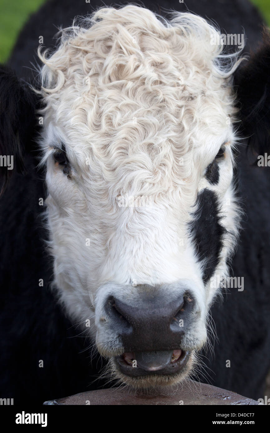 Close-up of Cows Face Stock Photo - Alamy