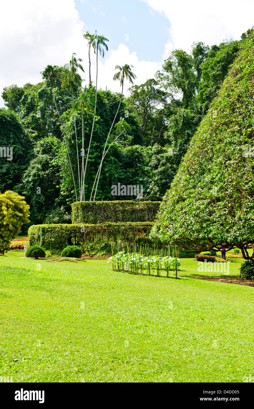 Royal botanic gardens kew bamboo hi-res stock photography and images ...