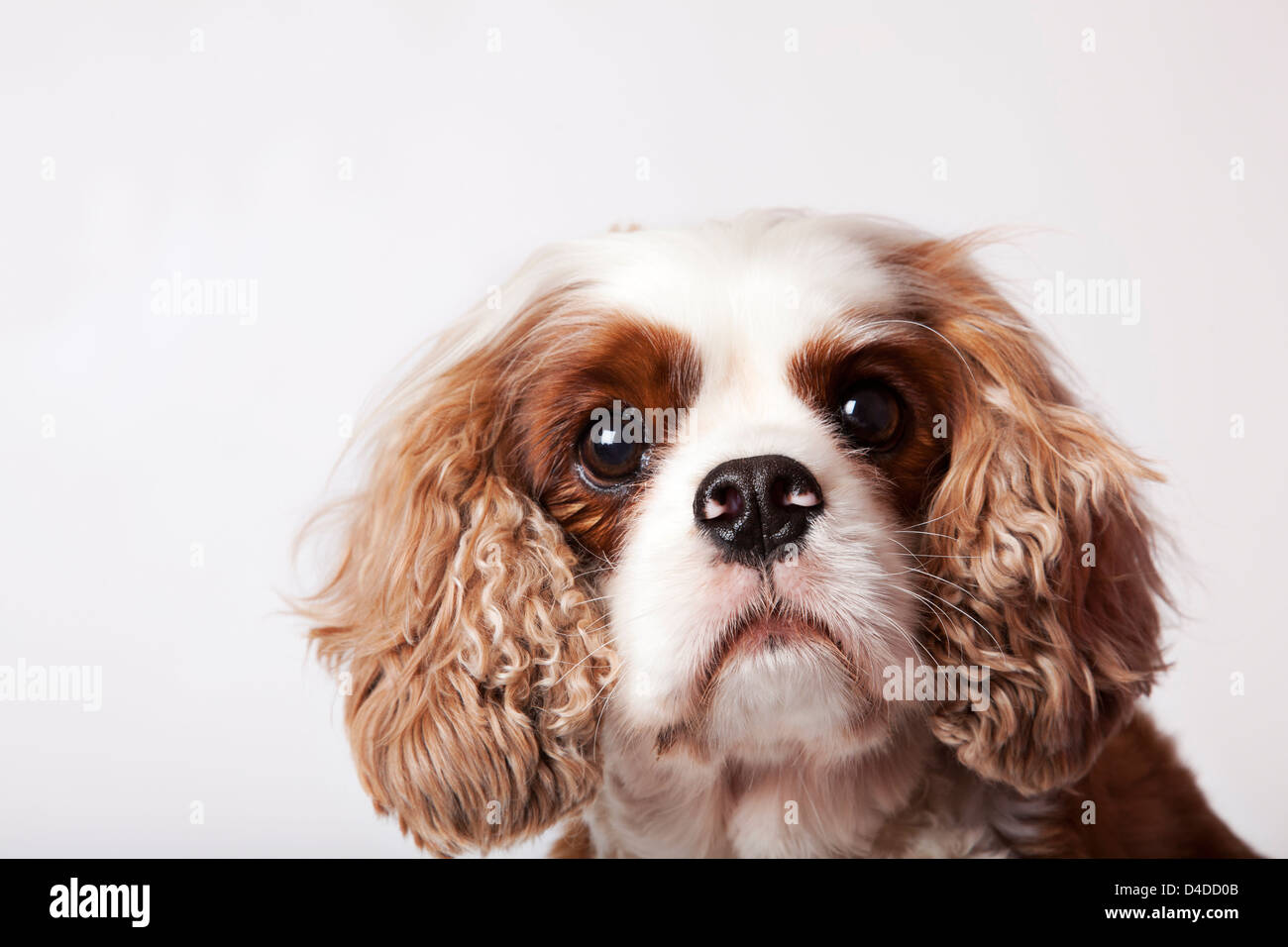Dog face silhouette hi-res stock photography and images - Alamy