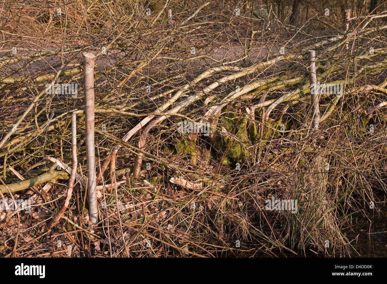 Newly-coppiced hedge in Cuerden Valley Country Park, near Chorley ...