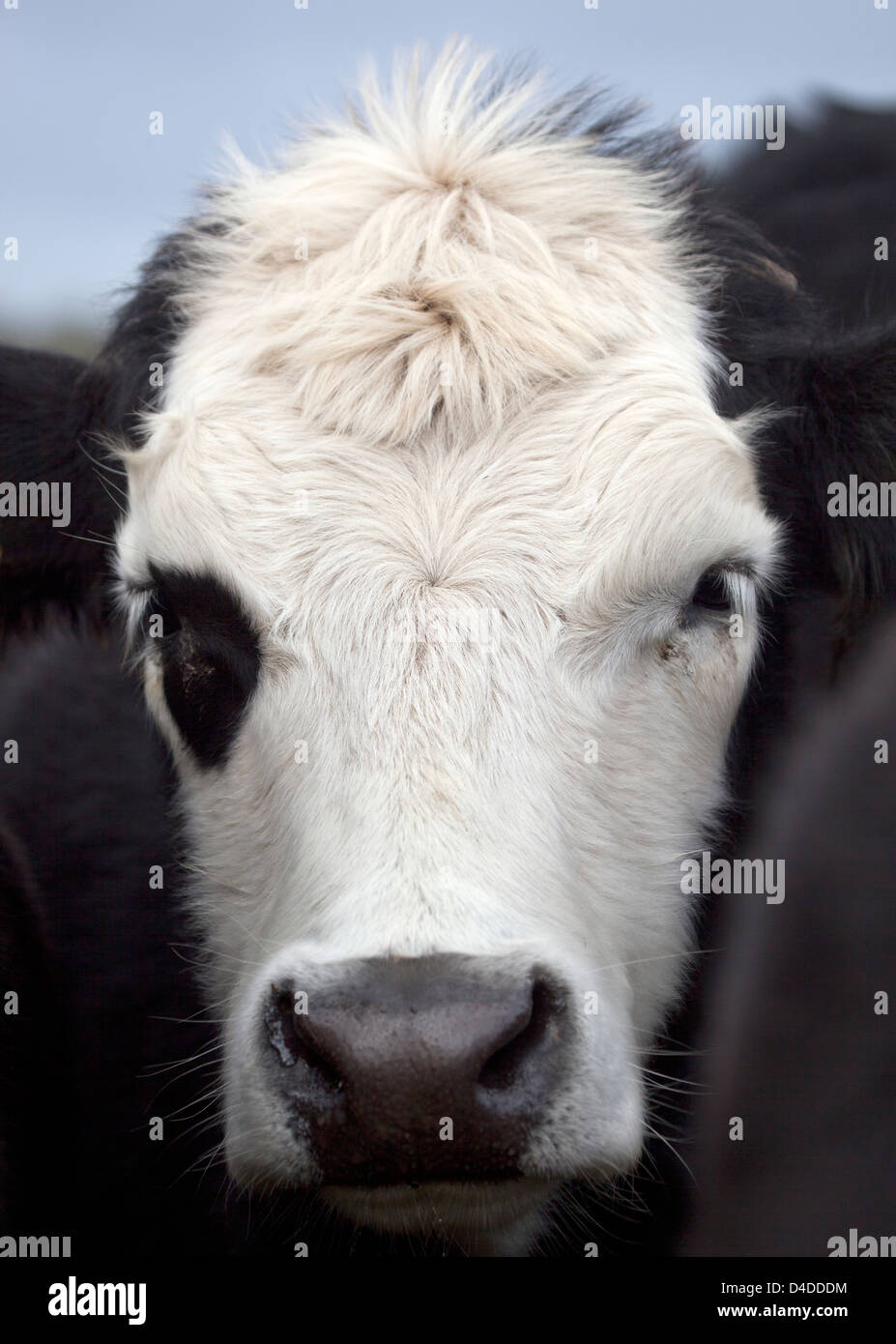 Close-up of Cows Face Stock Photo - Alamy