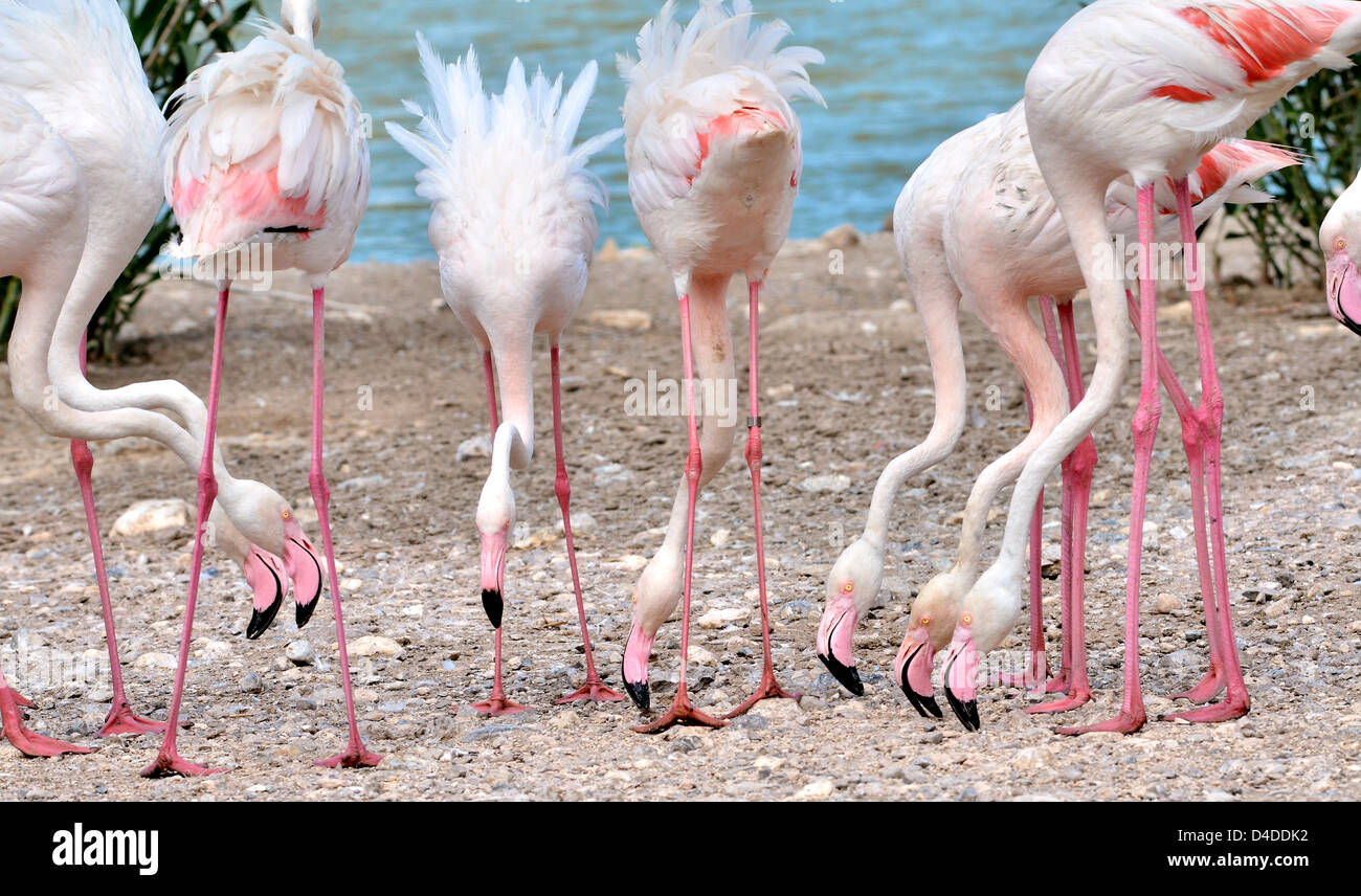 Group of flamingos (phoenicopterus) eating on the ground Stock Photo ...