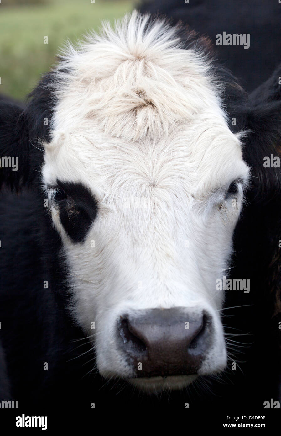 Close-up of Cows Face Stock Photo - Alamy