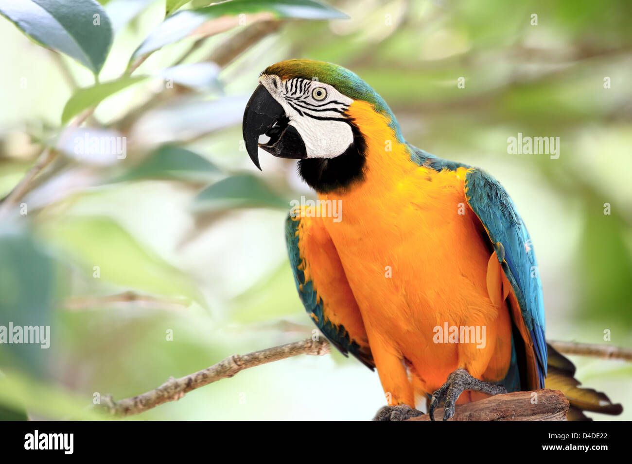 Macaw animal hi-res stock photography and images - Alamy