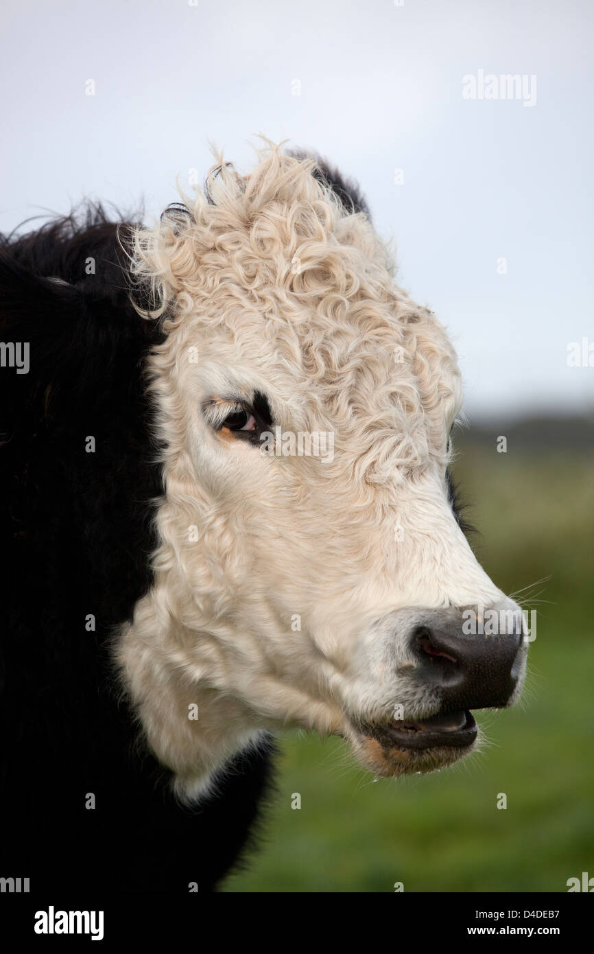 Close-up of Cows Face Stock Photo - Alamy