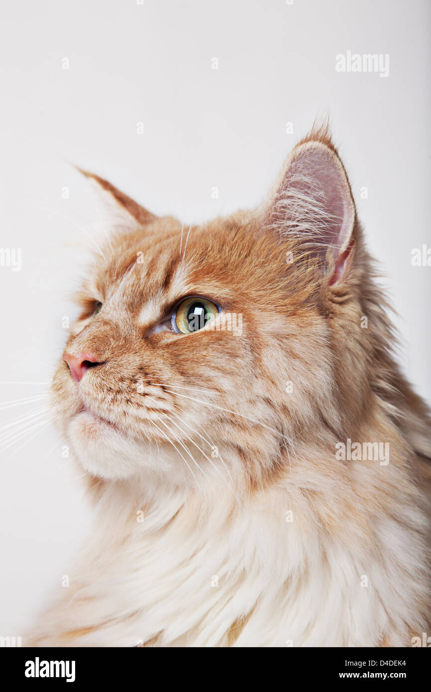 Close up of cat's face Stock Photo - Alamy