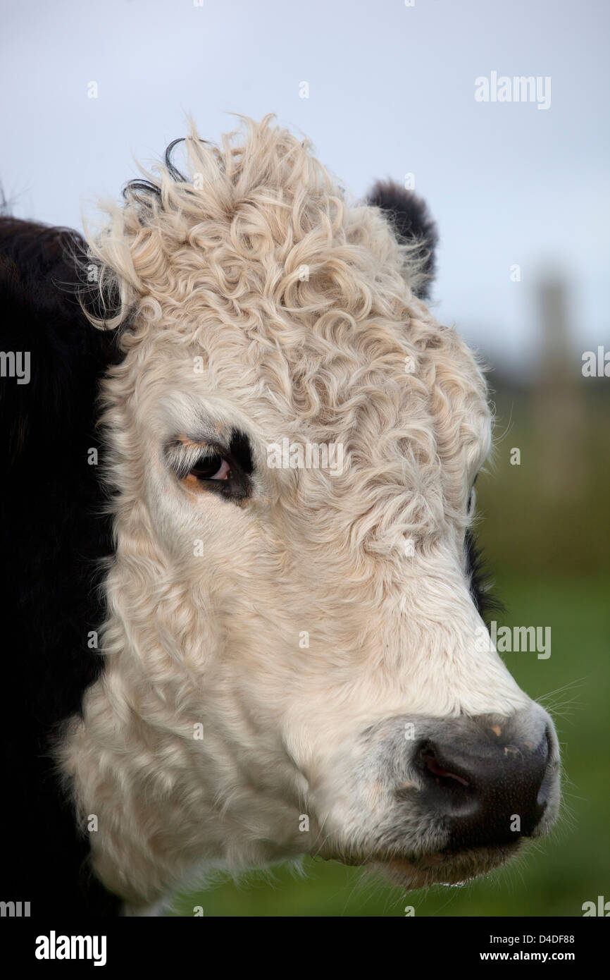 Close-up of Cows Face Stock Photo - Alamy