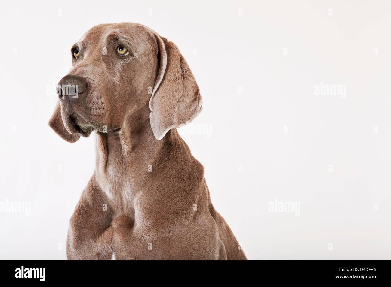 Close up of dog's face Stock Photo - Alamy