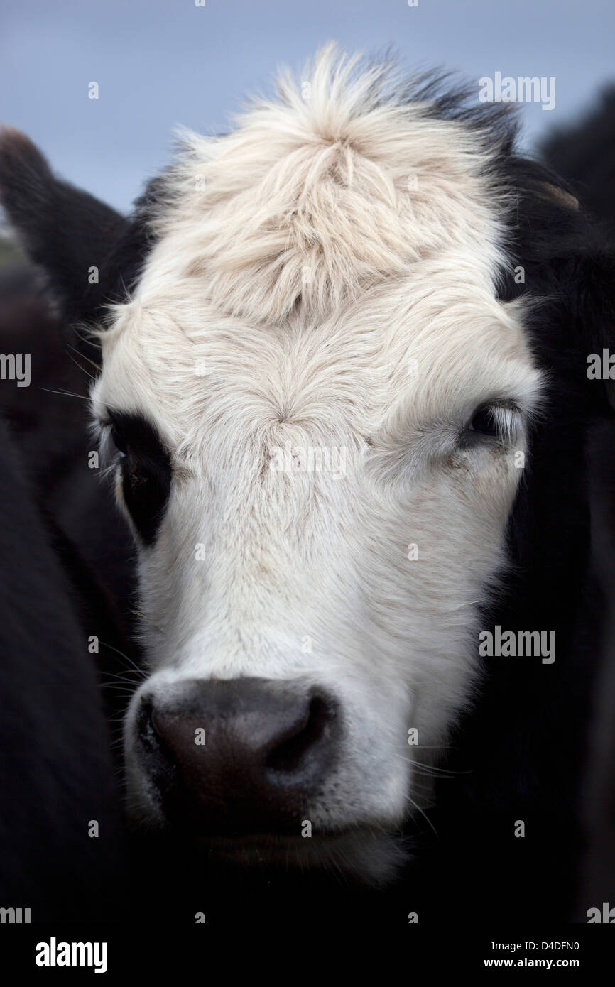 Close-up of Cows Face Stock Photo - Alamy
