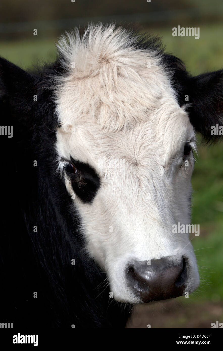 Close-up of Cows Face Stock Photo - Alamy