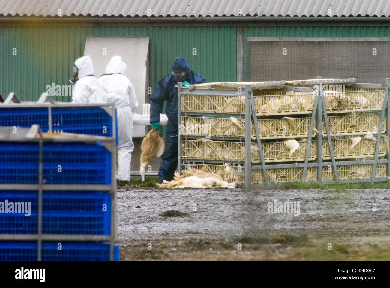 Avian bird flu turkey farm hi-res stock photography and images - Alamy