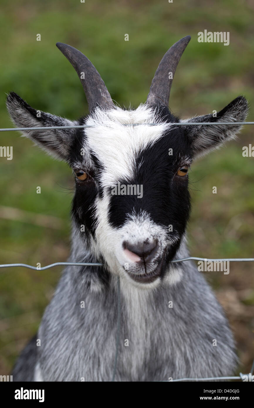 High Goat Face