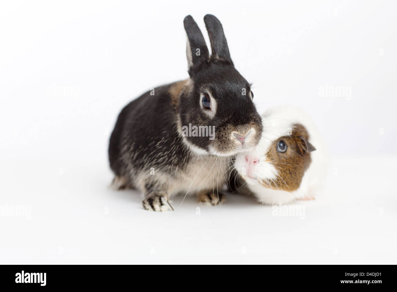Rabbit and guinea pig meeting Stock Photo - Alamy