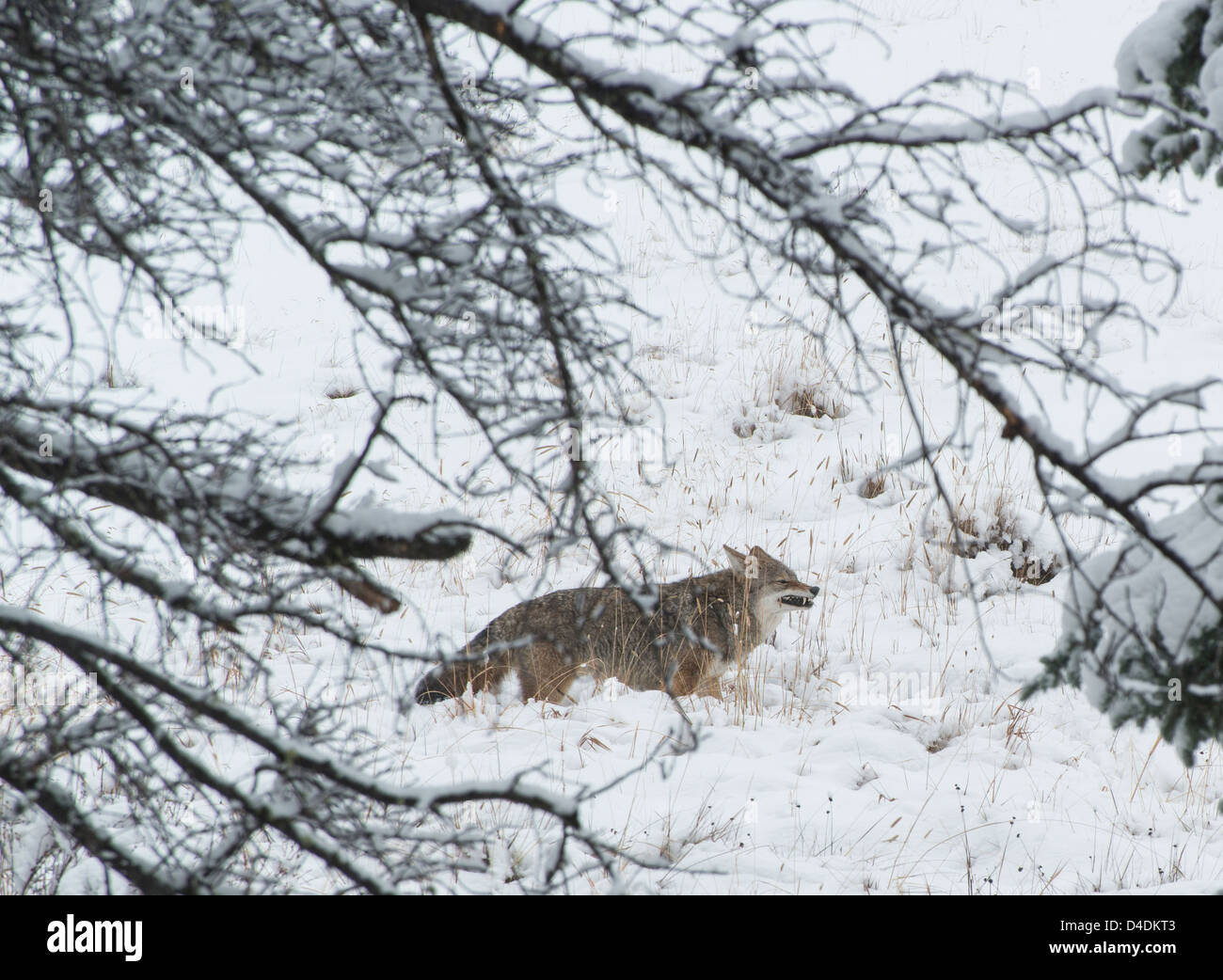 Coyote chewing on a mouse it caught in a field in the Rocky Mountains ...