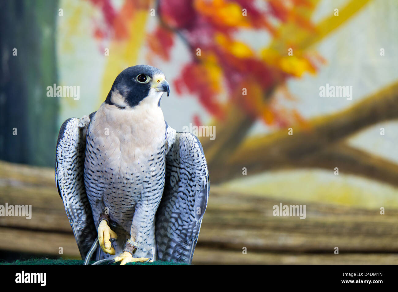 Peregrine Falcon bird of prey Stock Photo - Alamy