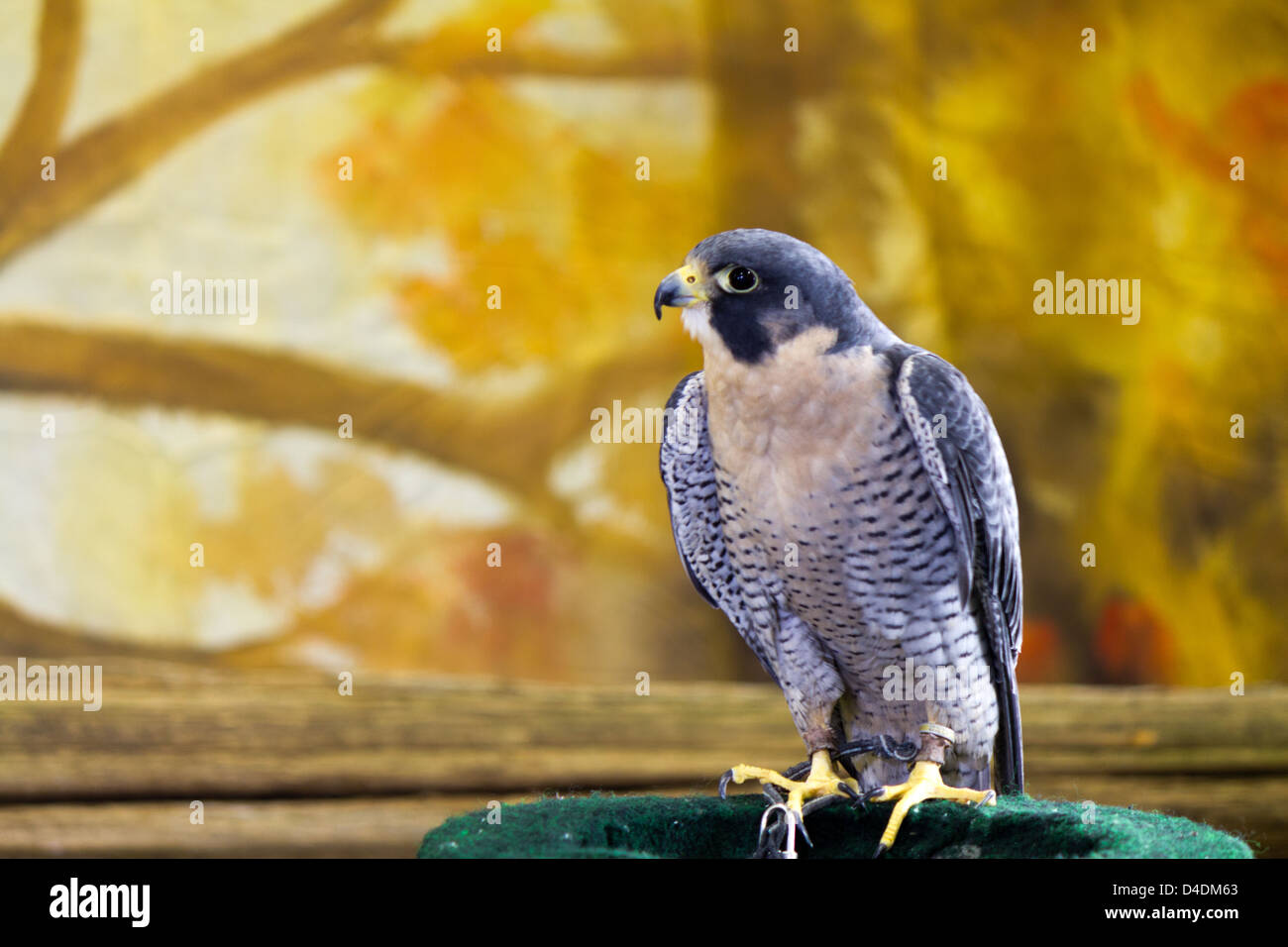 Peregrine falcon with prey hi-res stock photography and images - Alamy